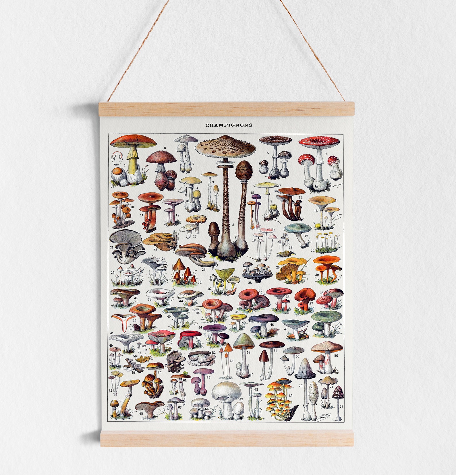 Vintage Mushroom Poster Printable Mushroom Wall Art - Etsy