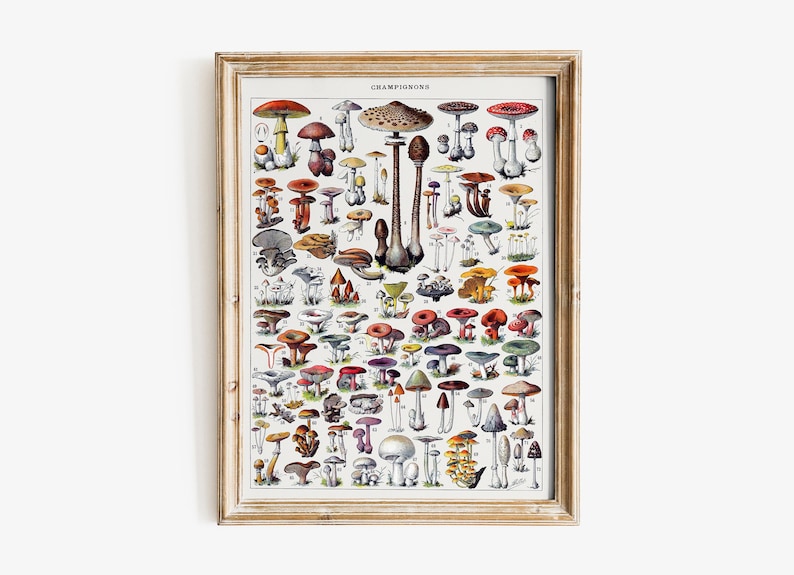 Vintage Mushroom Poster Printable Mushroom Wall Art - Etsy