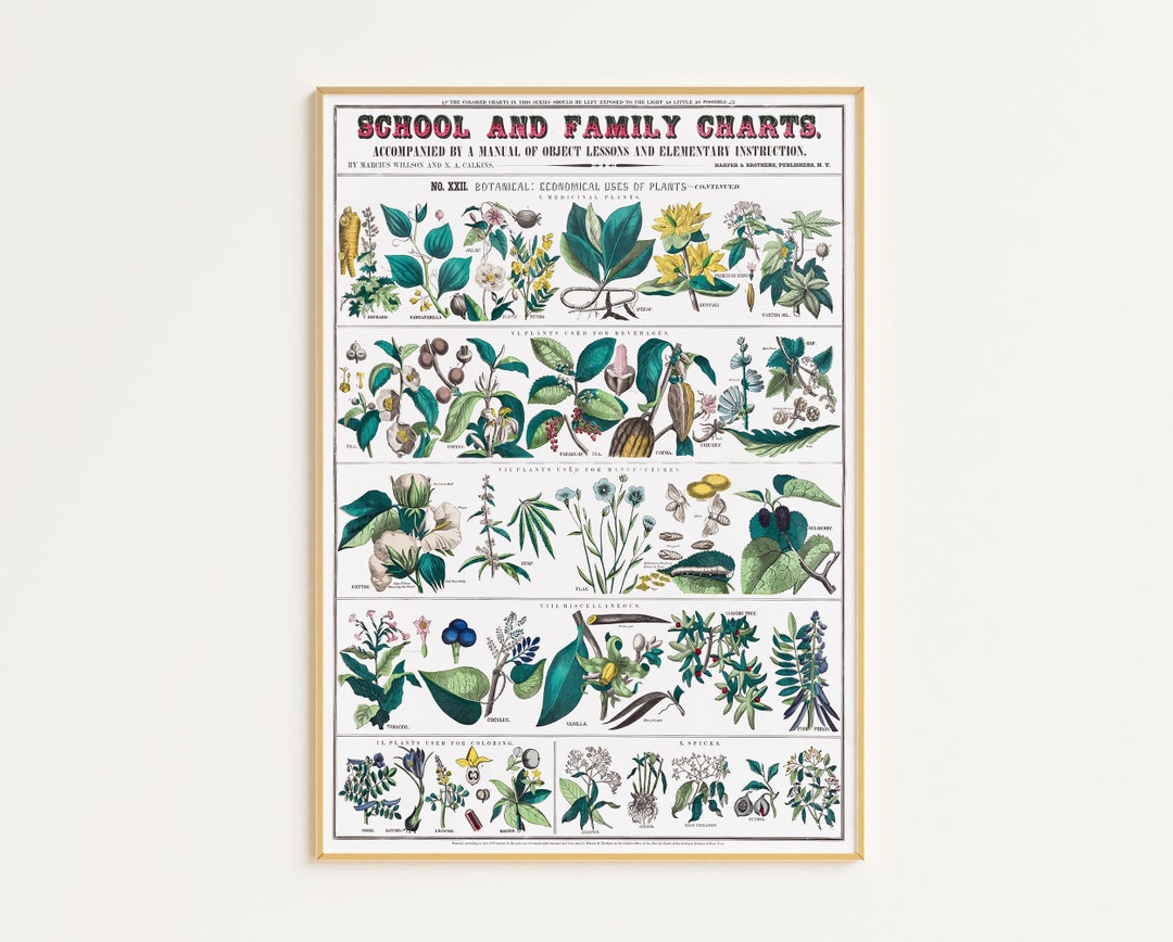 Printable Vintage Botanical Chart | Digital Download | Educational ...