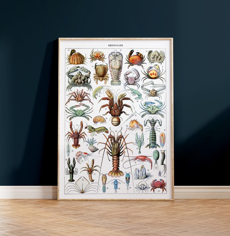 Printable Sealife Art Print | Digital Download | Adolphe Millot Poster ...