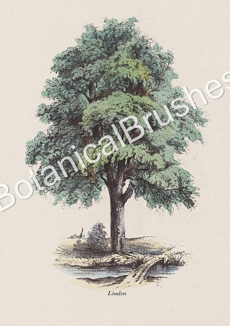 Vintage Tree Illustration Printable | Digital Print | Farmhouse Wall ...