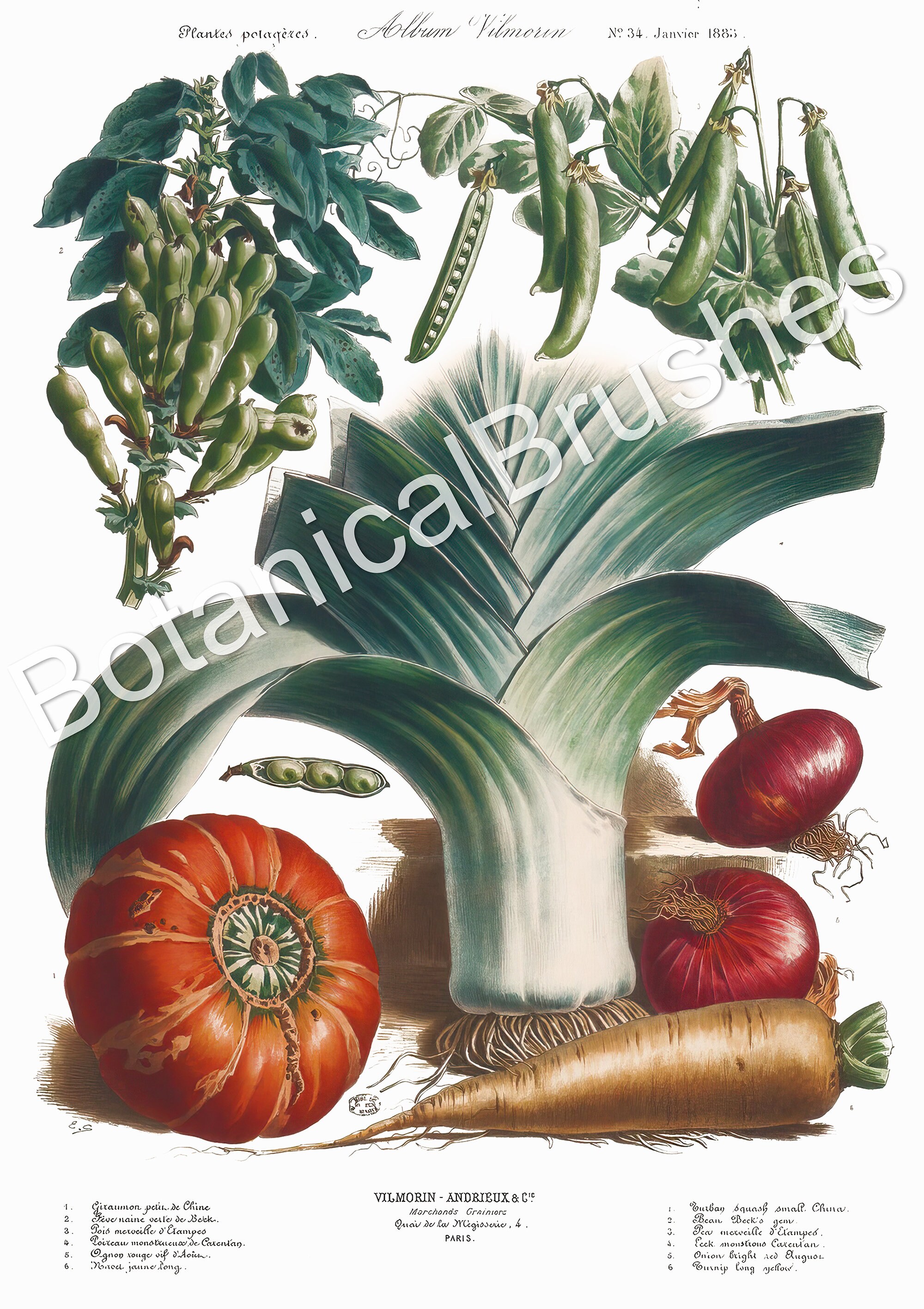 Printable Vegetable Art Digital Download Vegetable Poster Vegetables ...