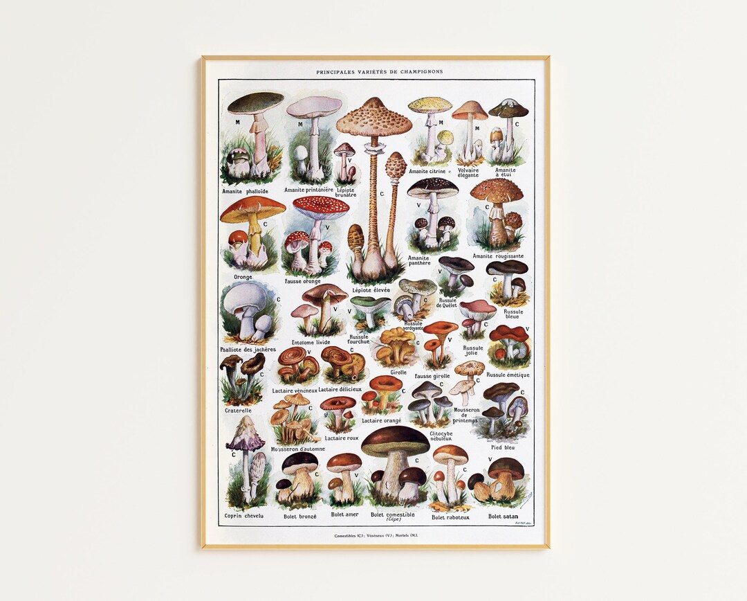 Printable Watercolor Mushroom Chart | Digital Download | Kitchen Art ...