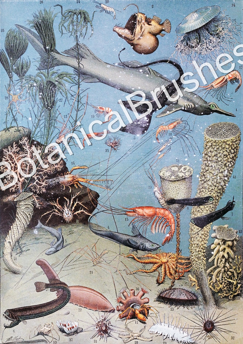 Printable Ocean Life Art Poster Digital Download Marine Life Sea Life ...