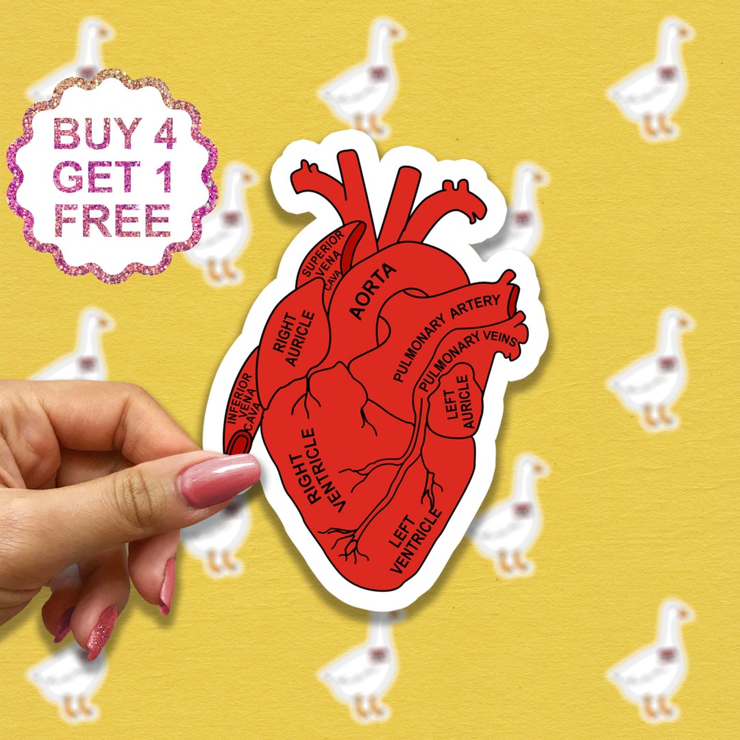 Anatomy Heart Heart Stickers Anatomy Sticker Heart Anatomy Gift ...