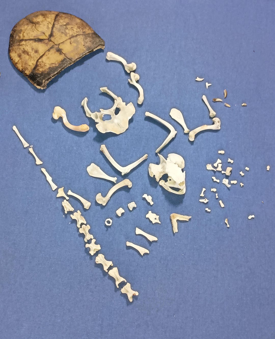 Turtle Shell & Skeleton Bones - Etsy