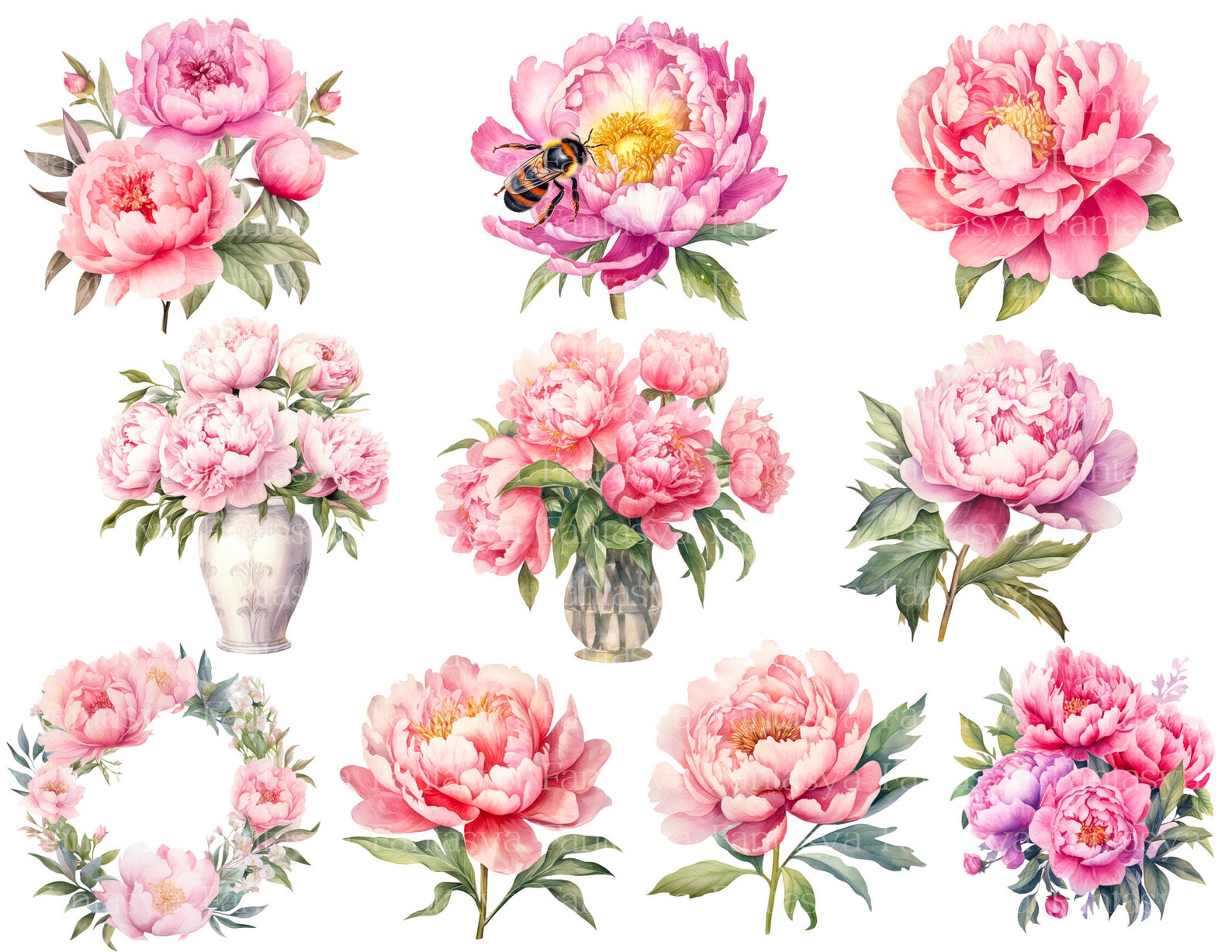 Peony Flowers Clipart Pink Peony Watercolor Peonies - Etsy