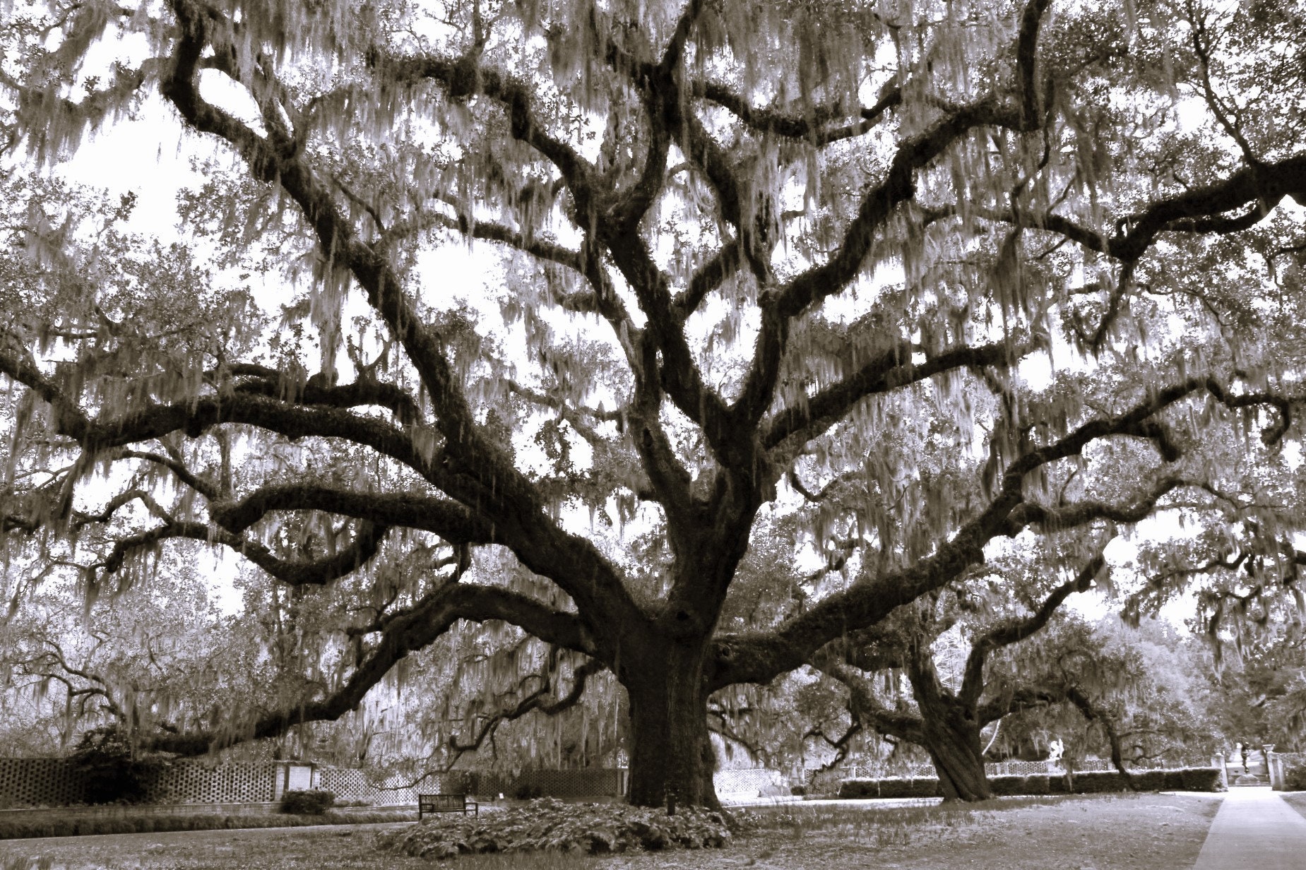 Angel Oak Tree Photography - Etsy