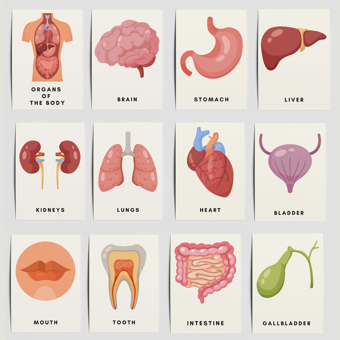 Organs of the Human Body Flashcards, Learning Human Body, Human Anatomy ...