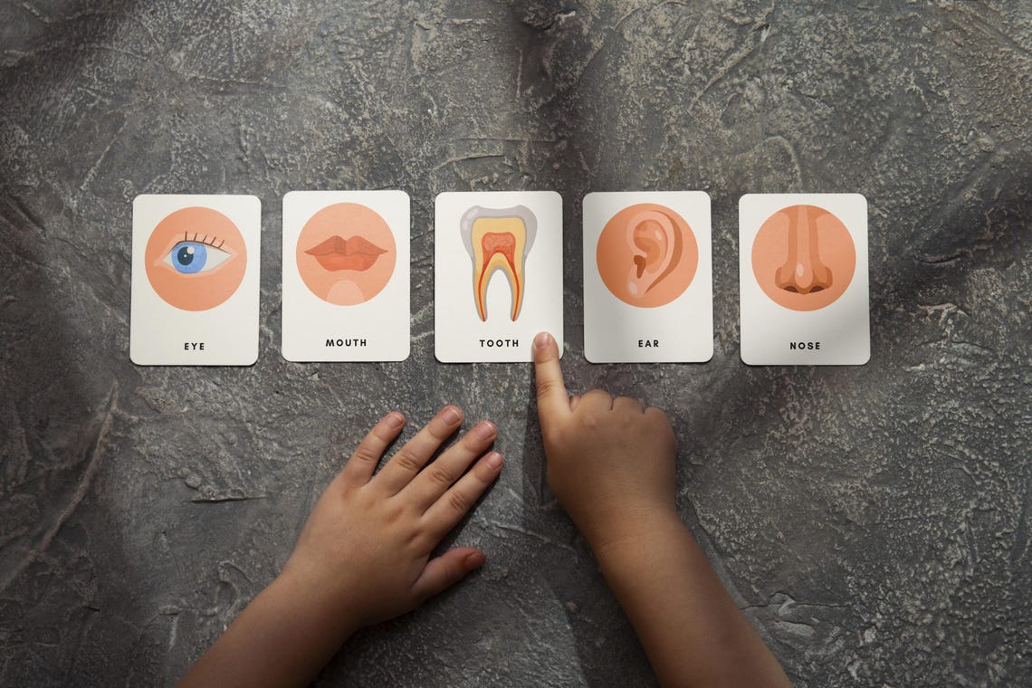 Organs of the Human Body Flashcards, Learning Human Body, Human Anatomy ...