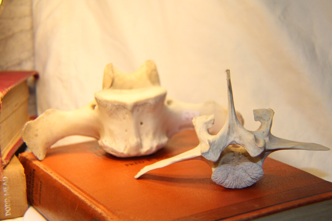 Vertebrae Bone Stand - Etsy