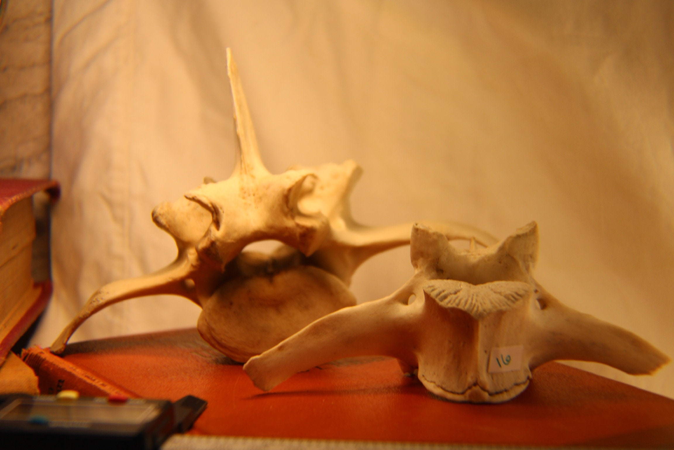 Vertebrae Bone Stand - Etsy