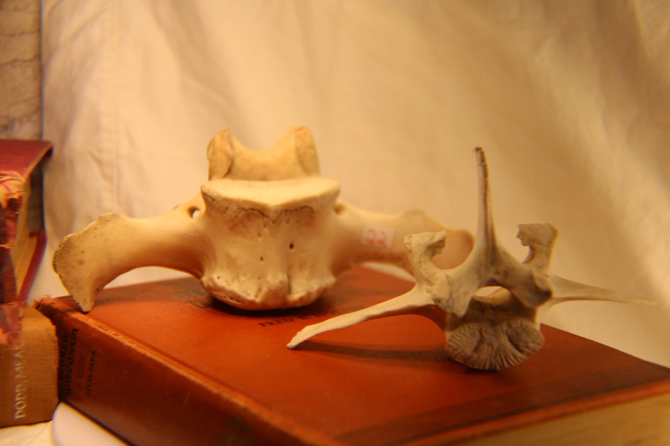 Vertebrae Bone Stand - Etsy