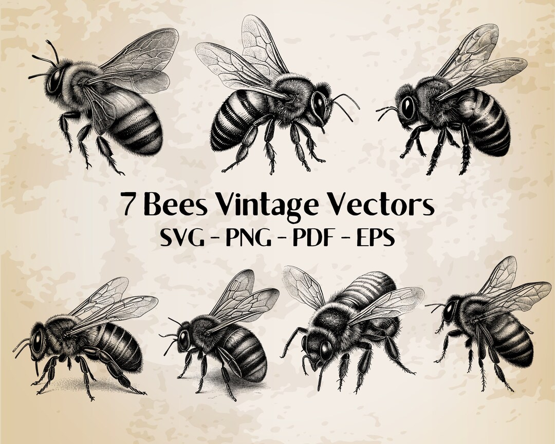 7 Bees Vintage Illustration Vector / Queen Bee Svg Bee Bundle/honey Bee ...