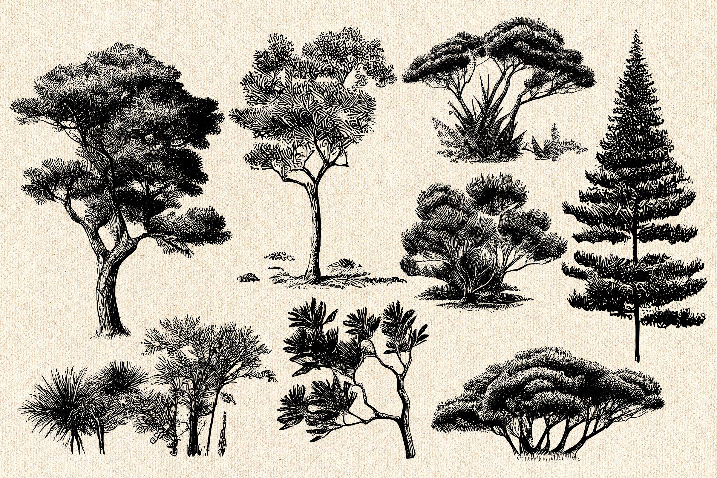 8 Vintage Tree Illustrations / Antique Botanical Tree Drawing / Black ...