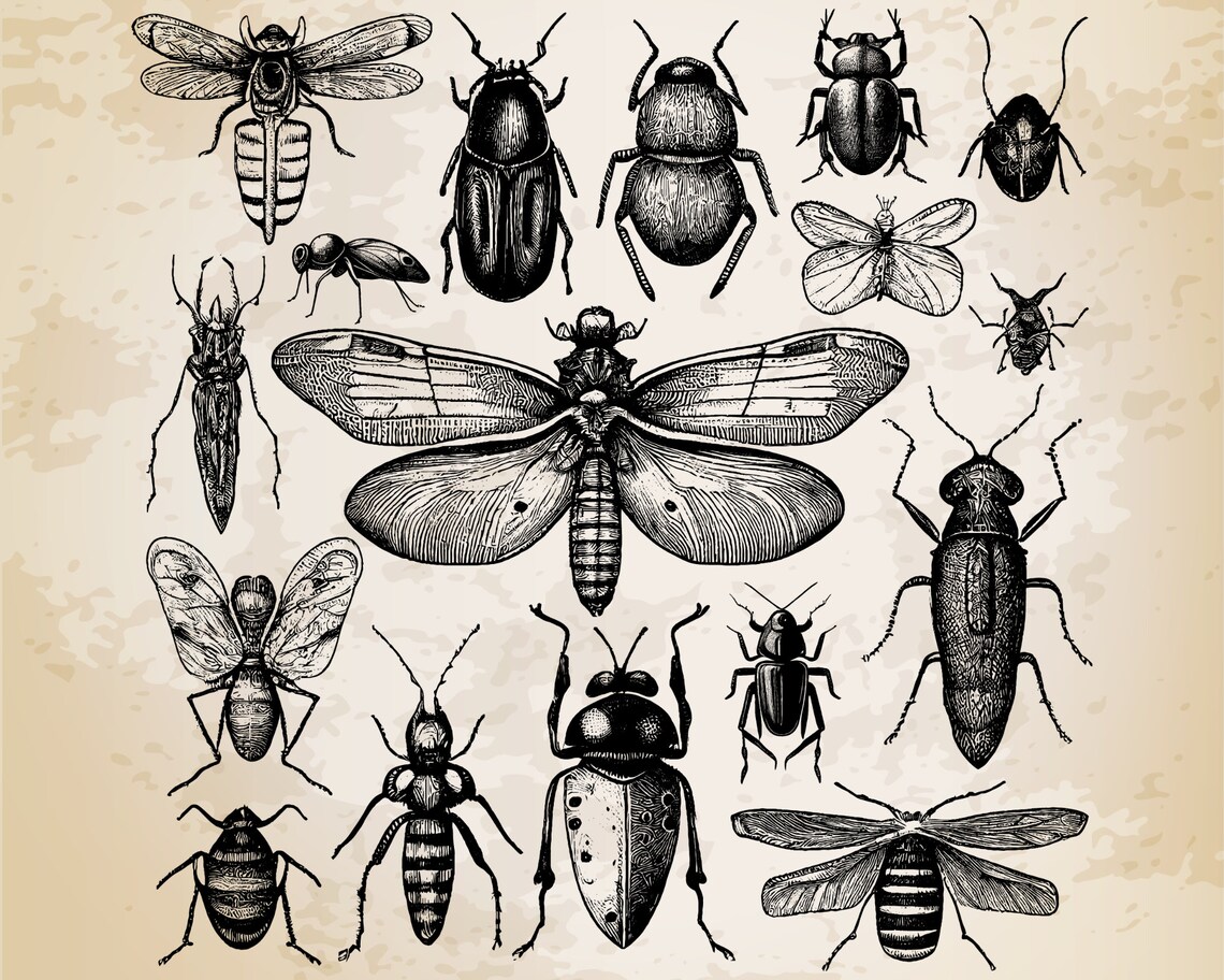 17 Insects Collection Vintage Illustration Vector / Insects Design ...