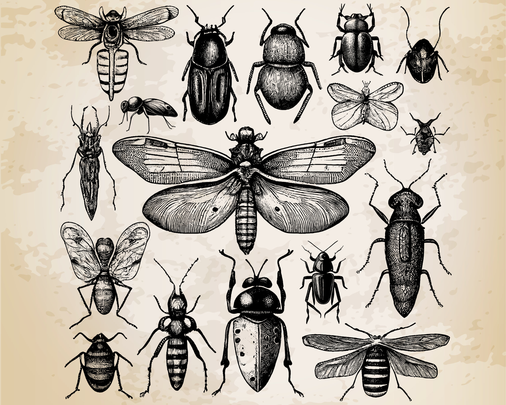 17 Insects Collection Vintage Illustration Vector / Insects Design ...