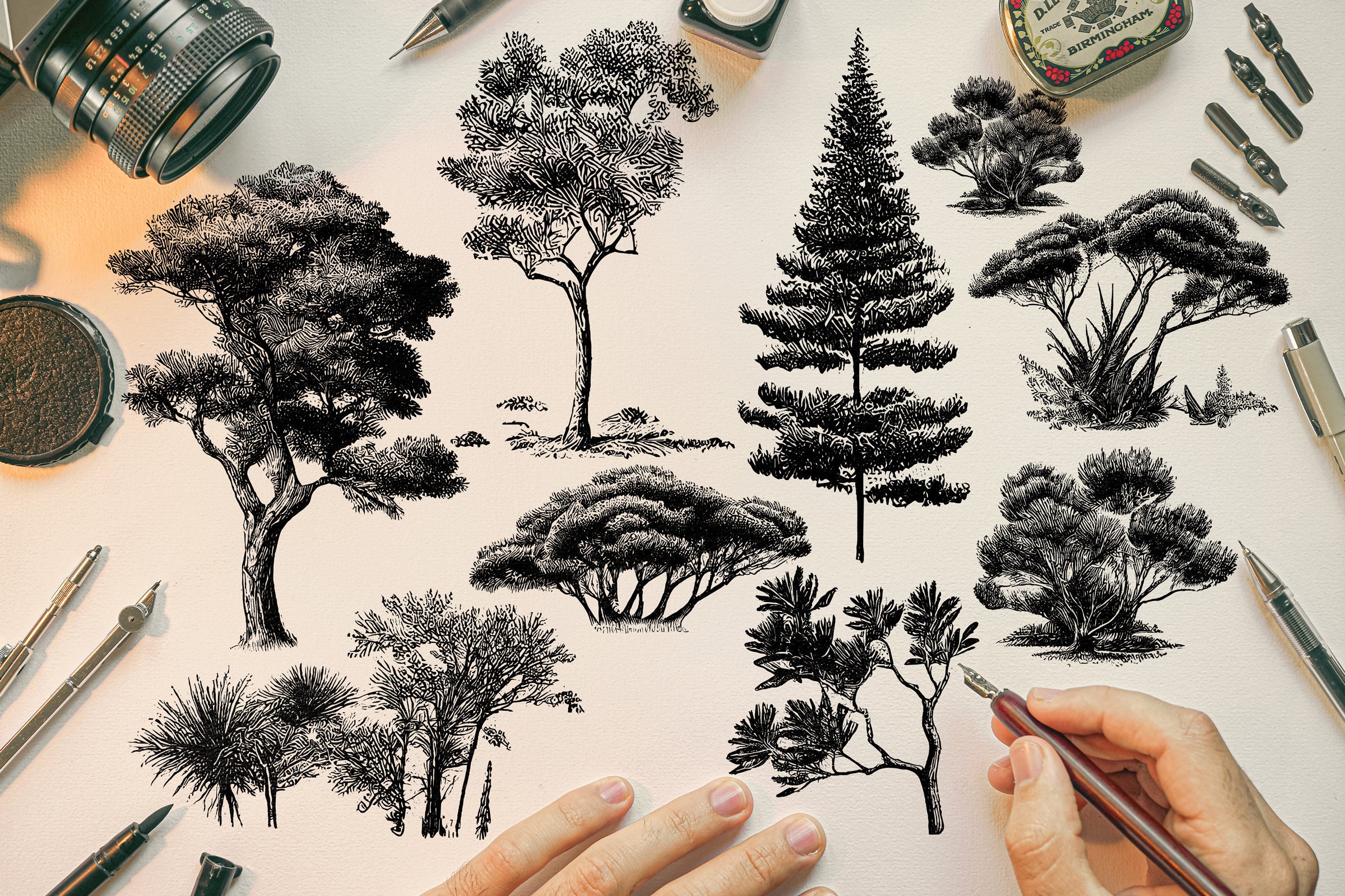 8 Vintage Tree Illustrations / Antique Botanical Tree Drawing / Black ...