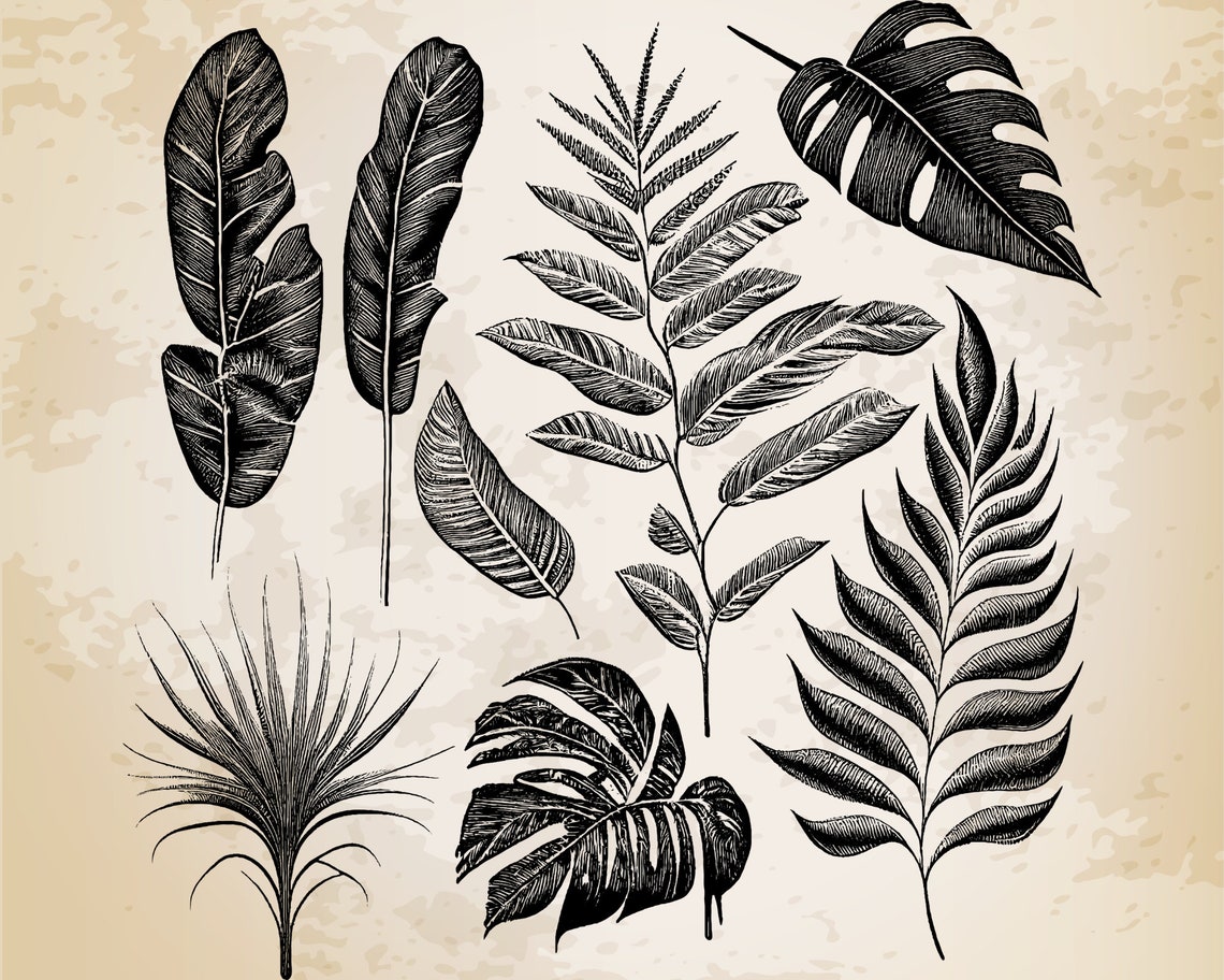 30 Leaves Collection Vintage Illustration Vector / Leaves Svg Leaves ...