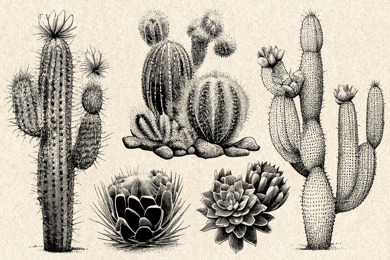5 Vintage Cactus Botanical Illustrations / Black and White Succulent ...
