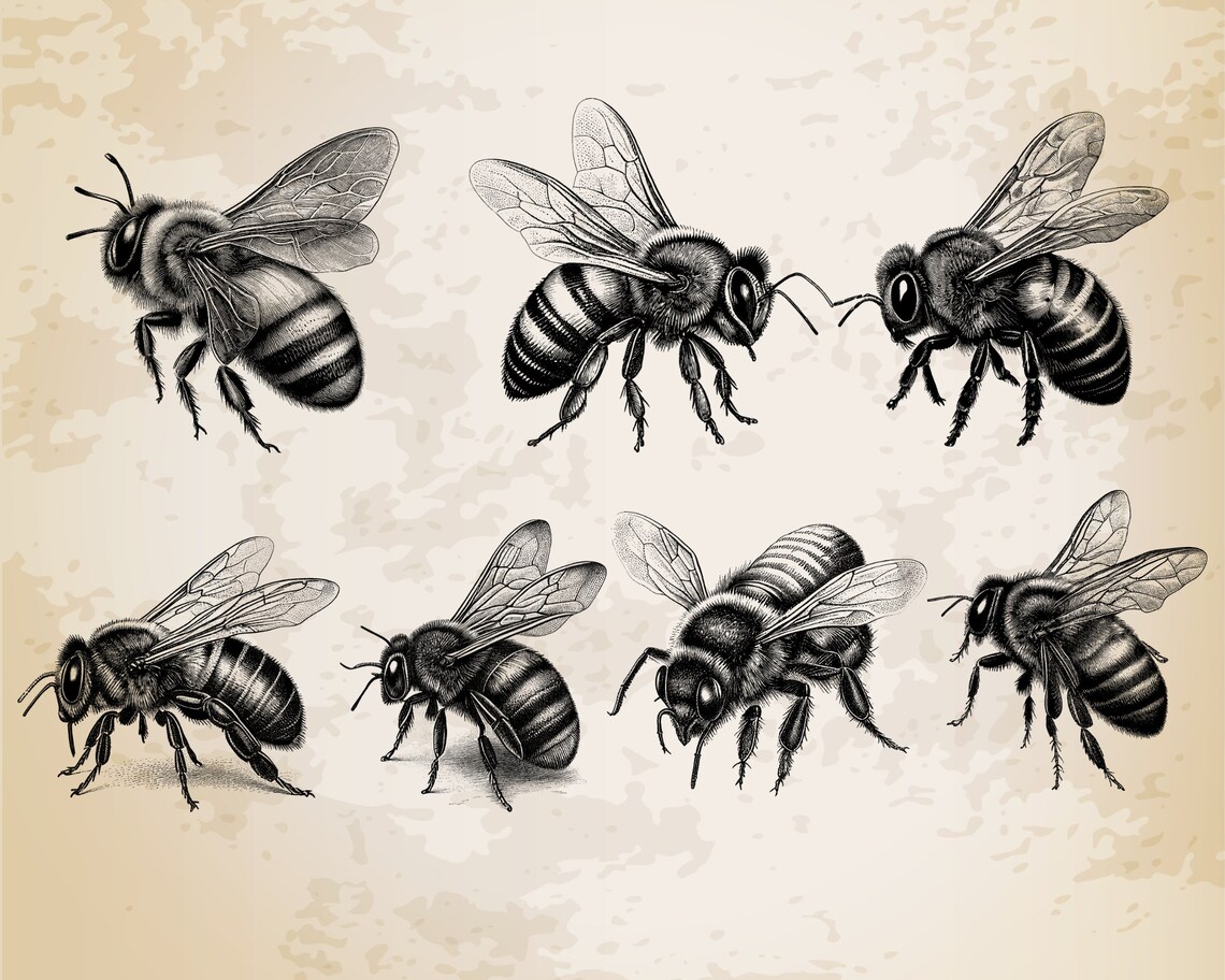 7 Bees Vintage Illustration Vector / Queen Bee Svg Bee Bundle/honey Bee ...