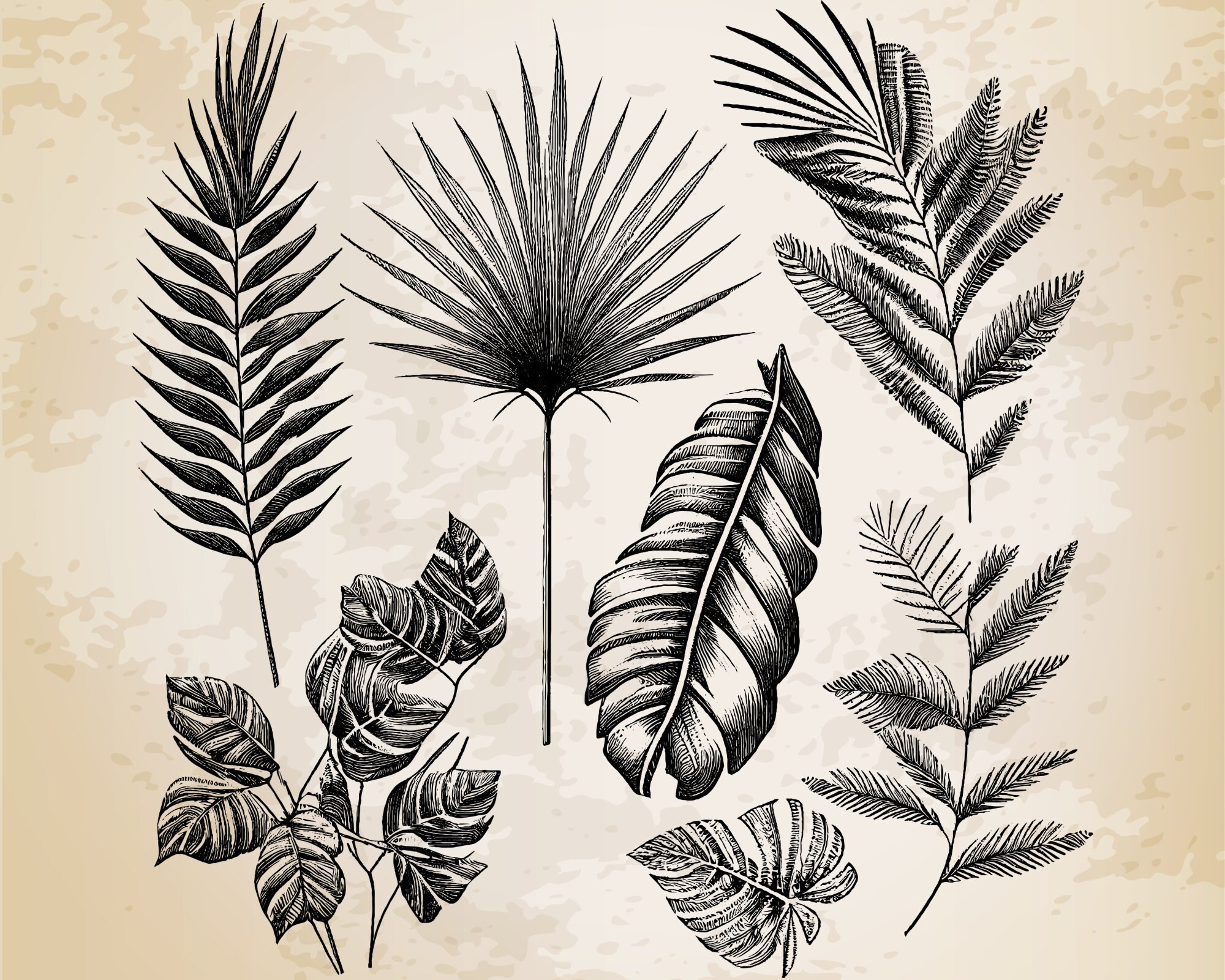 30 Leaves Collection Vintage Illustration Vector / Leaves Svg Leaves ...