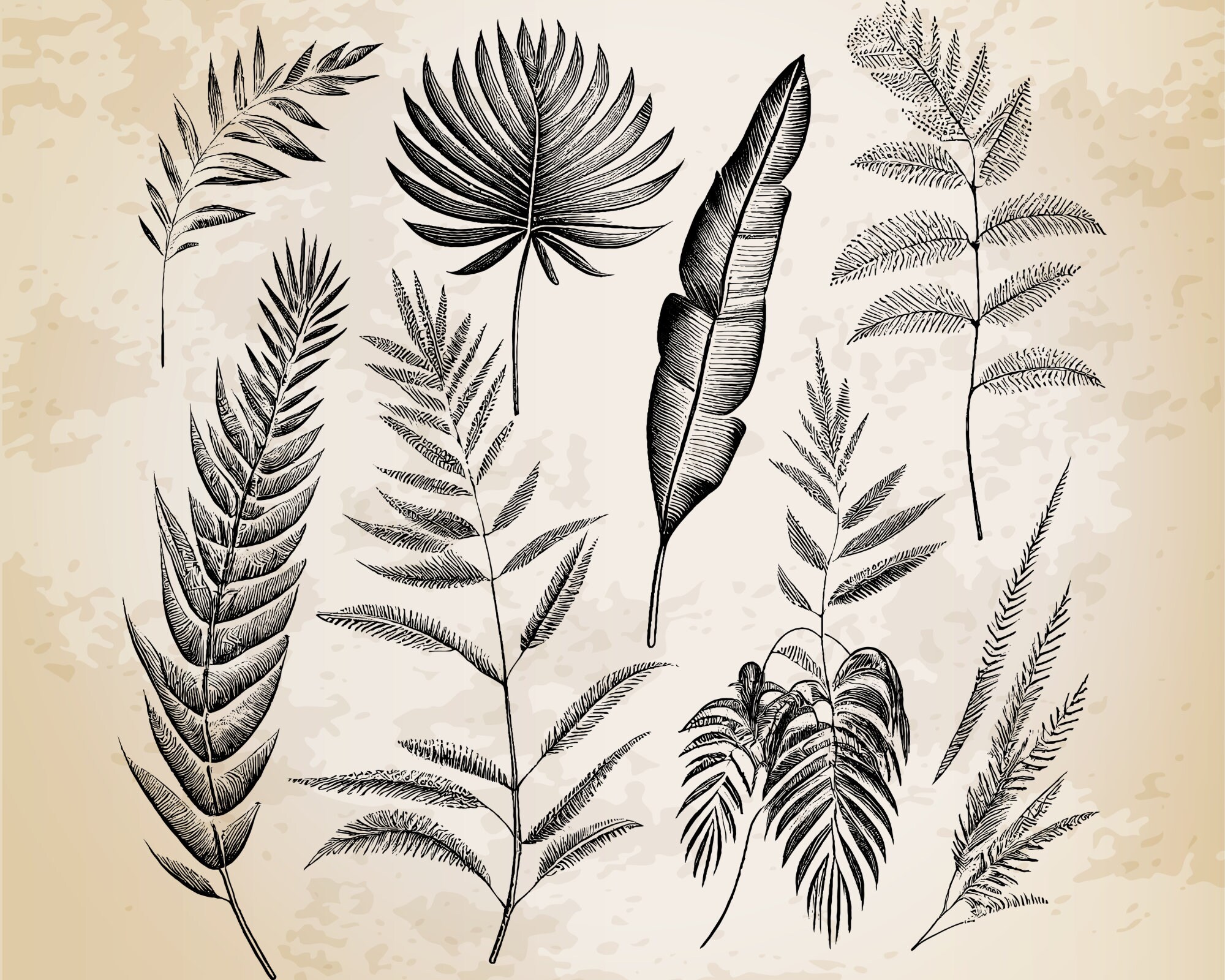 30 Leaves Collection Vintage Illustration Vector / Leaves Svg Leaves ...