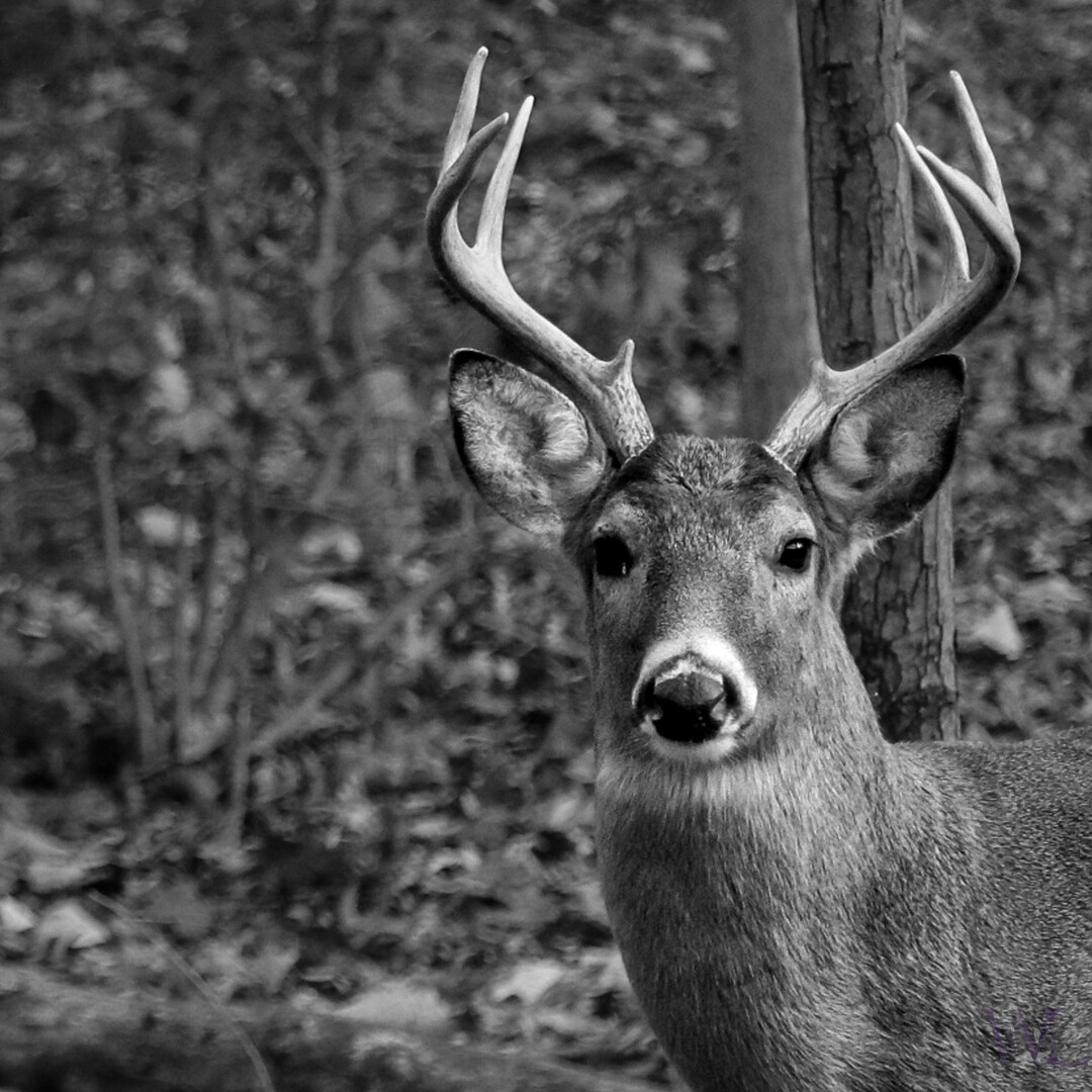 BUCK DEER PORTRAIT Physical Print Deer Photo, Deer, Wildlife Photograph ...