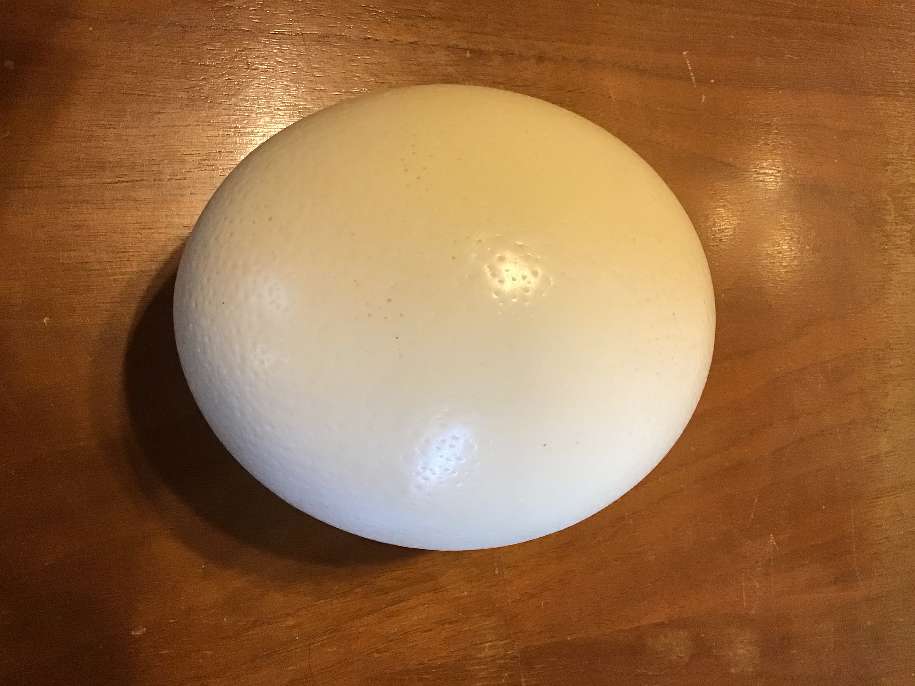 Ostrich Egg Size
