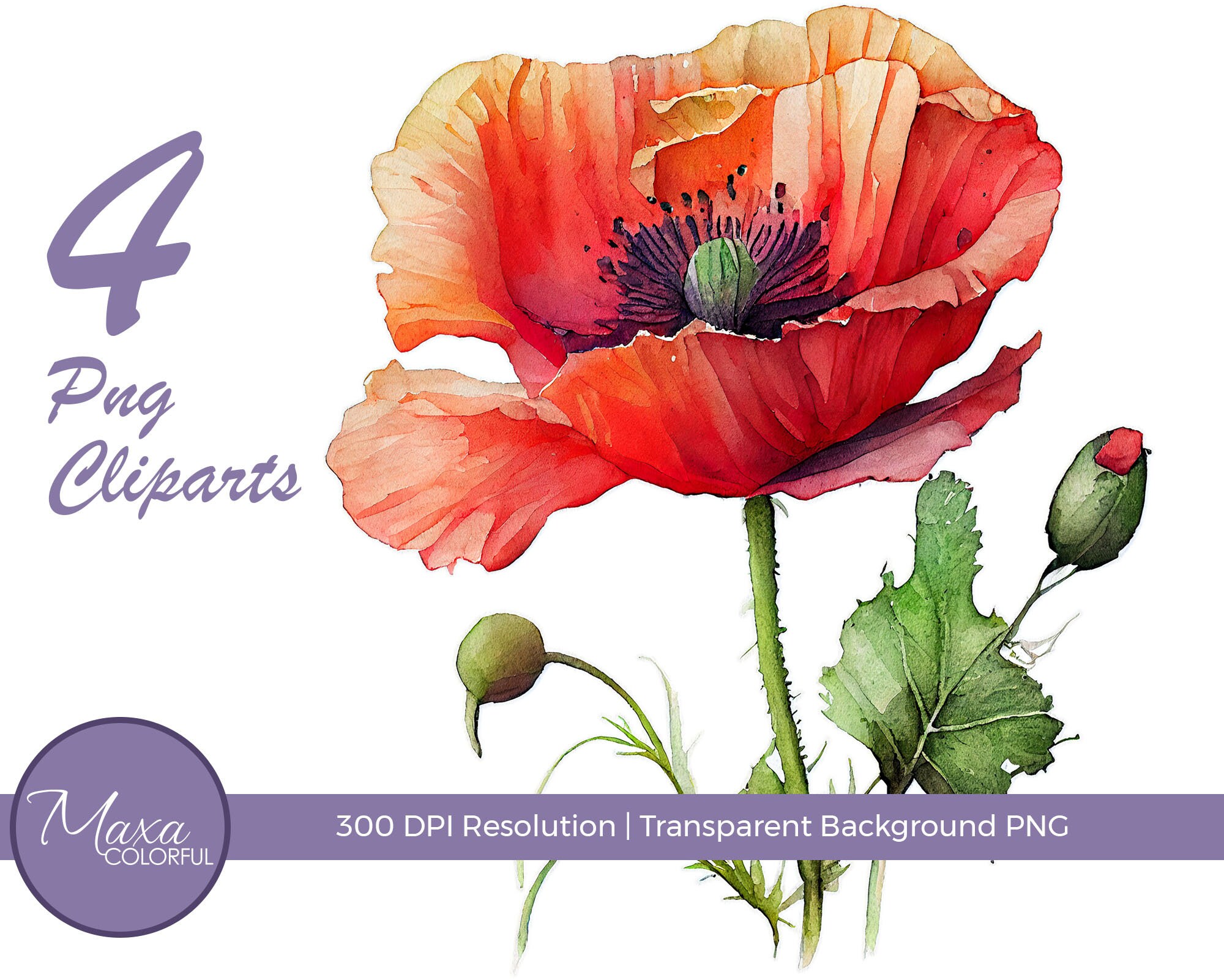 Watercolor Poppy Flowers Clipart. Digital Watercolor. Floral Pastel ...
