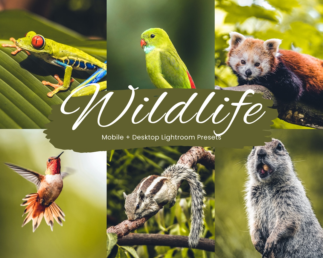 5 Wildlife Lightroom Presets, Wildlife Presets, Nature Presets, Animal ...