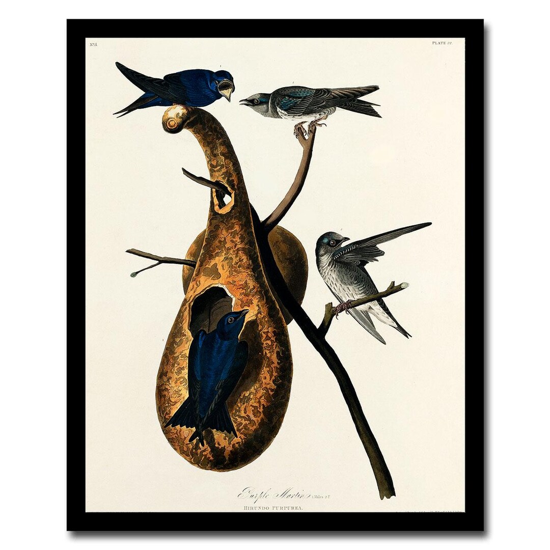Purple Martin Print by Audubon: Vintage Bird Illustration - Etsy