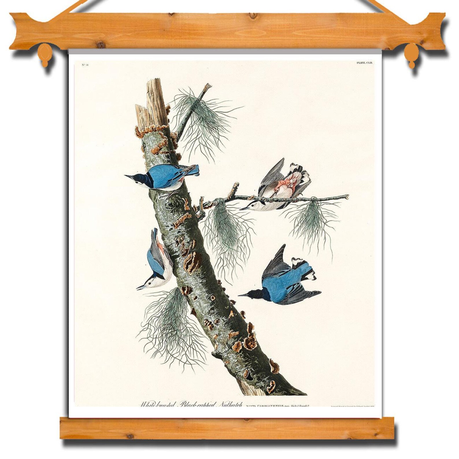 White-breasted Black-capped Nuthatch by John J. Audubon - Buy Print ...