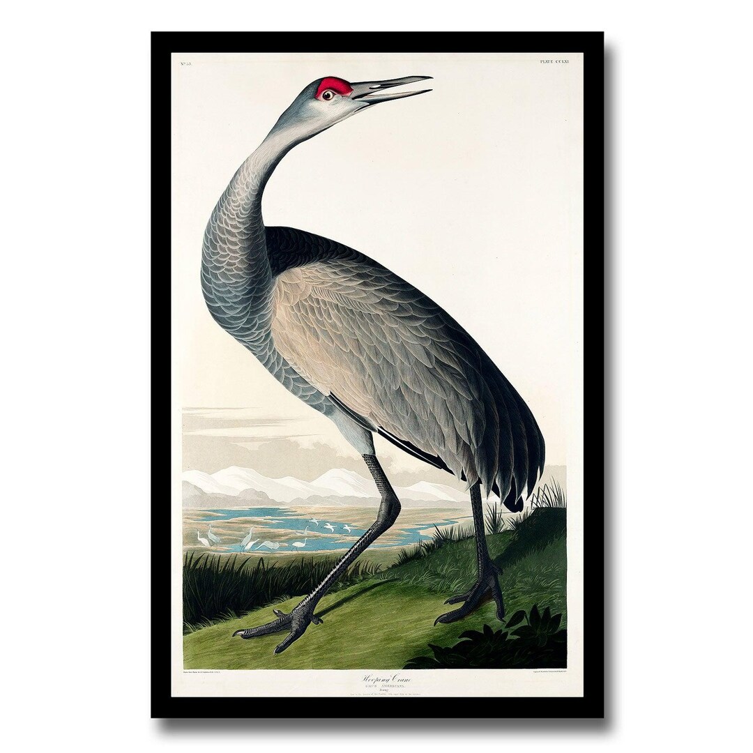 Hooping Crane With Head up by John J. Audubon - Buy Print Only or ...