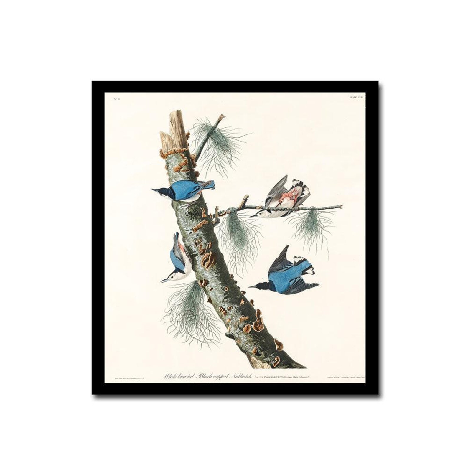 White-breasted Black-capped Nuthatch by John J. Audubon - Buy Print ...