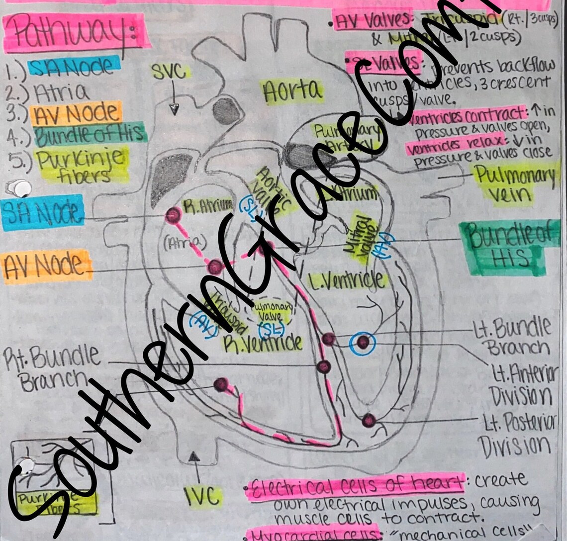 Nursing Cheat Sheets, 20 CARDIAC CHEAT SHEETS, Patho Flowcharts ...