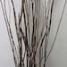 Curly Willow Branches, Bundle of 15 Sticks - Etsy