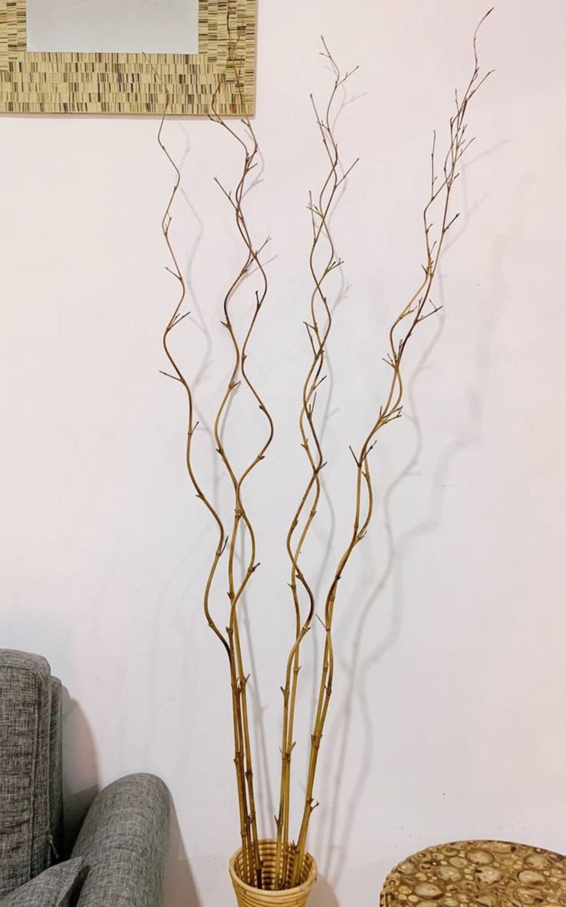 Curly Bamboo Stakes, Black and Natural Yellow, 72" - 78"h X 3/8 ...