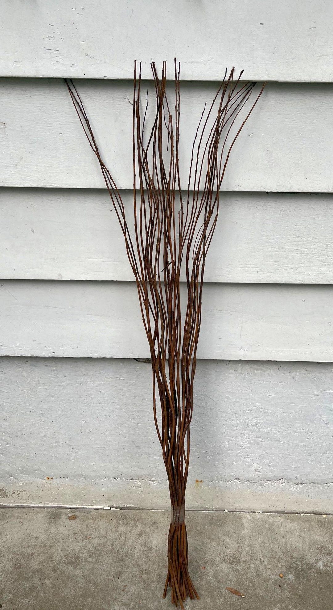 Curly Willow Branches, Bundle of 15 Sticks - Etsy