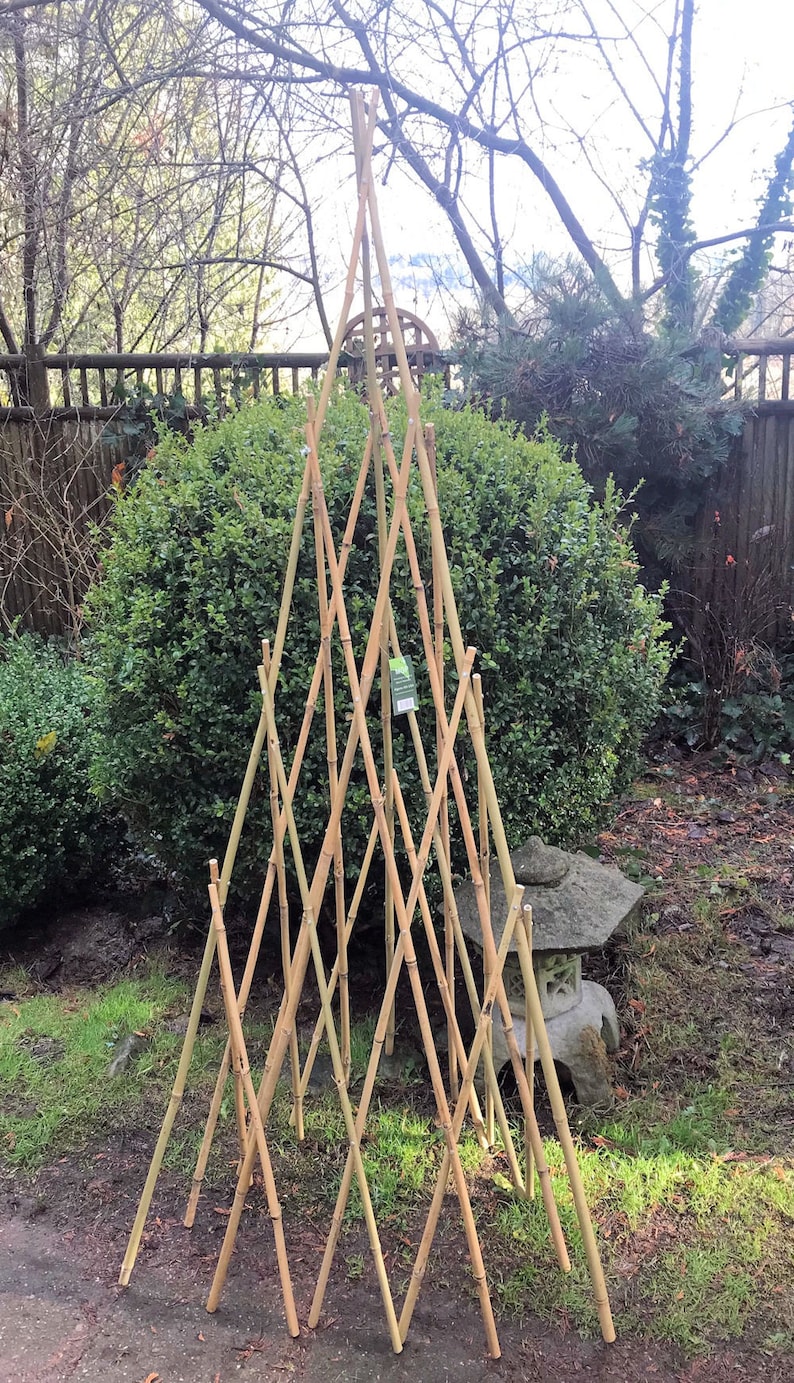 Bamboo Teepee Plant Support - Etsy