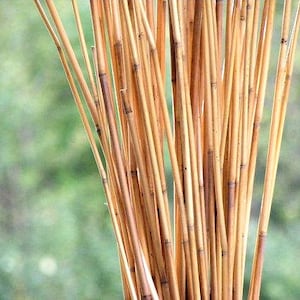 Dry Natural Reed Sticks - Etsy