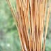 Dry Natural Reed Sticks - Etsy