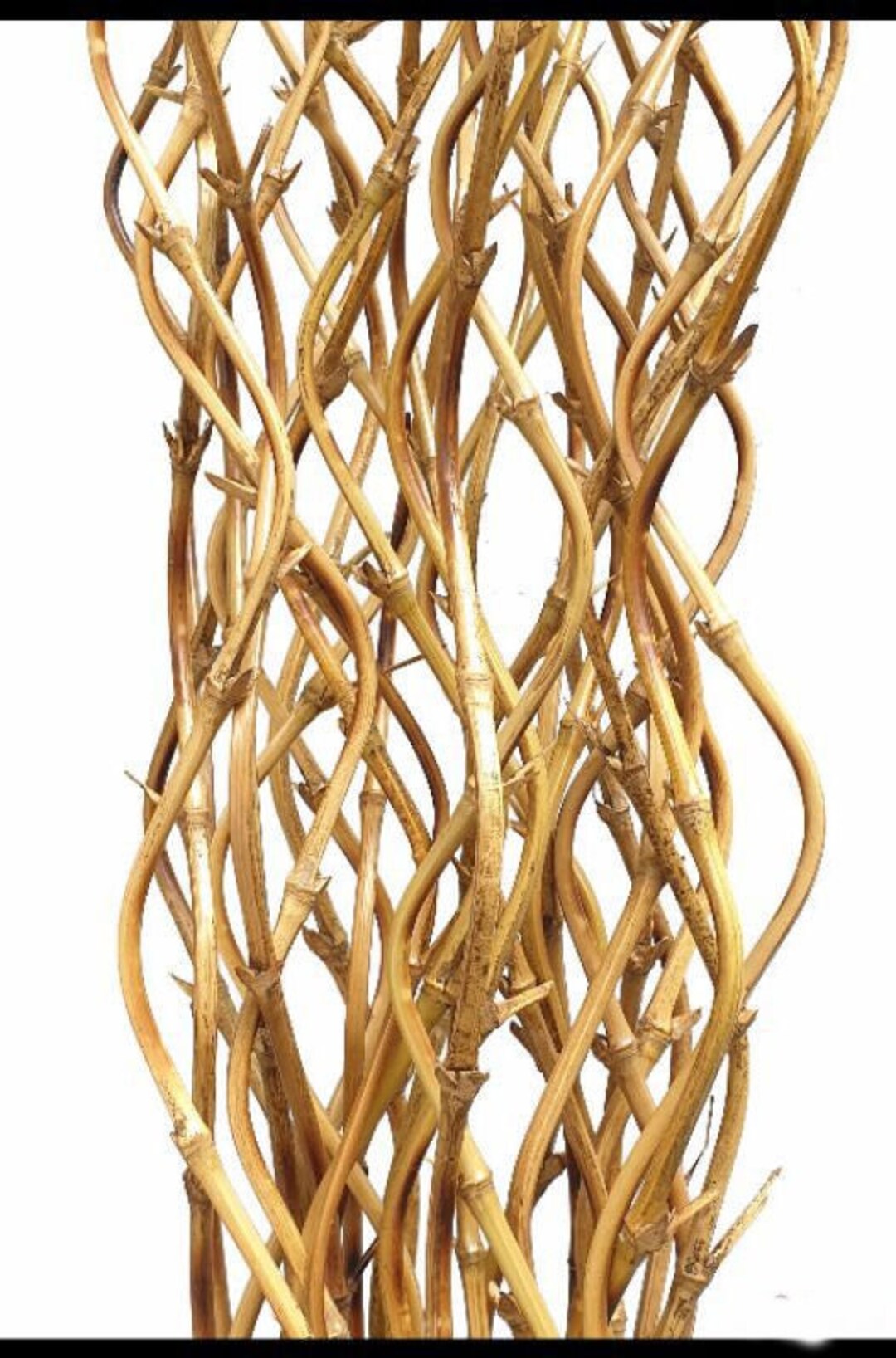 Curly Bamboo Stakes, Black and Natural Yellow, 78"h X 3/8" Diameter - Etsy