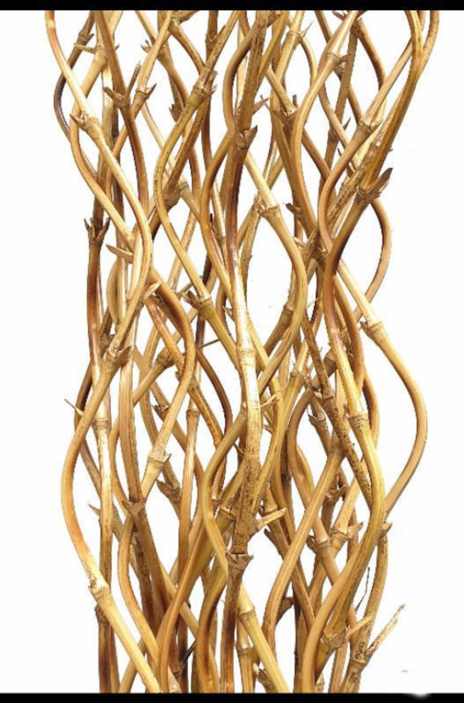 Curly Bamboo Stakes, Black and Natural Yellow, 72" - 78"h X 3/8 ...