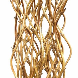 Curly Bamboo Stakes, Black and Natural Yellow, 78h X 3/8 Diameter - Etsy