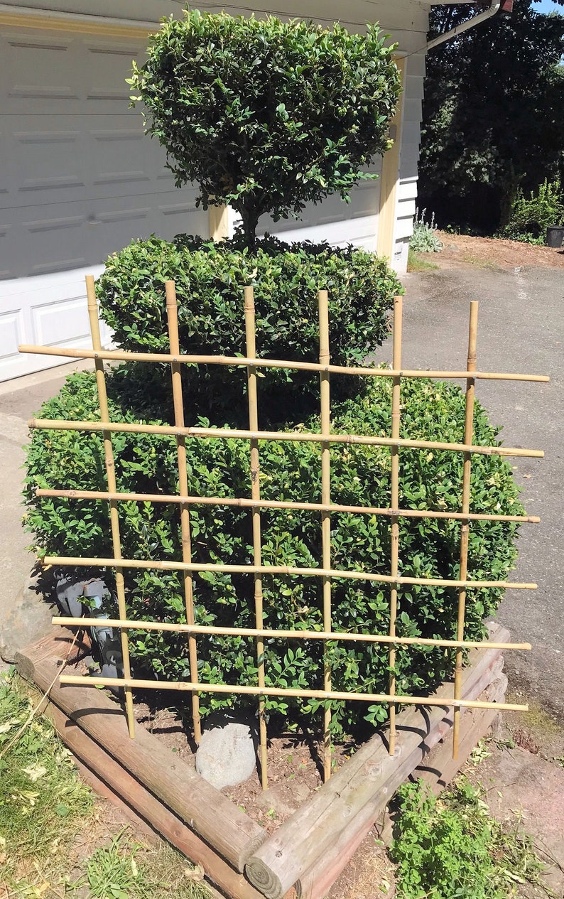 Bamboo Espalier Trellis - Etsy