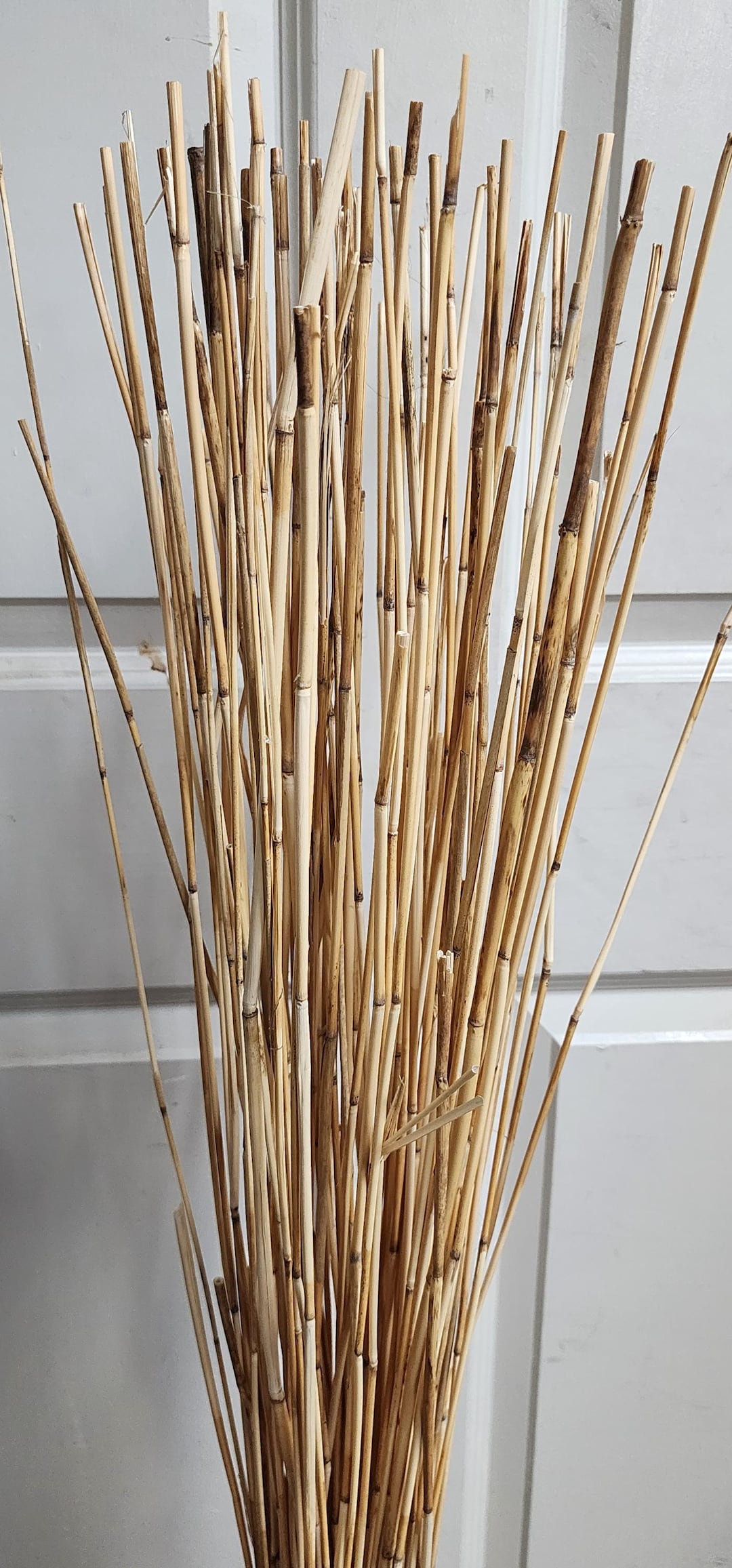 Dry Natural Reed Sticks - Etsy