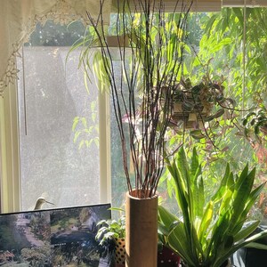 Curly Willow Branches, Bundle of 15 Sticks - Etsy