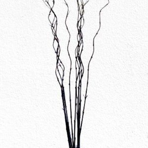 Curly Bamboo Stakes, Black and Natural Yellow, 72" - 78"h X 3/8 ...