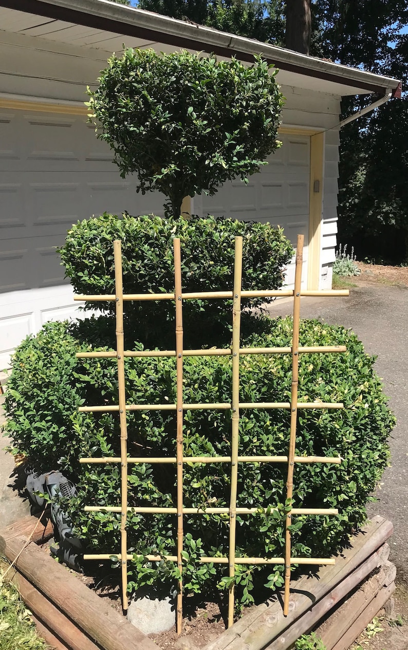 Bamboo Espalier Trellis - Etsy